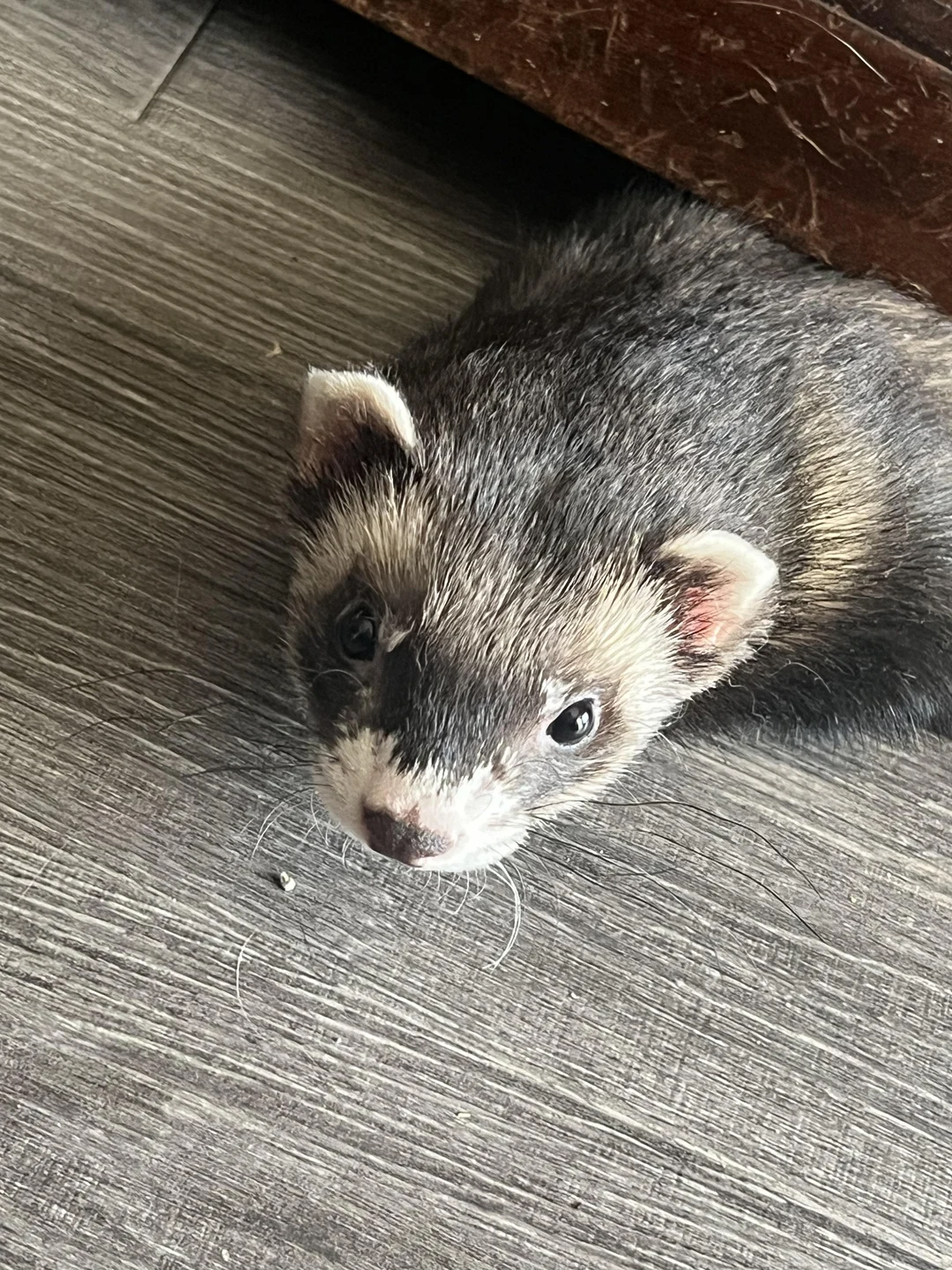 Hide and Seek | Scrolller