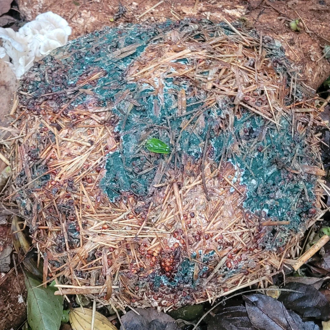 [contamination] I've finally joined the trich farmer club lol | Scrolller