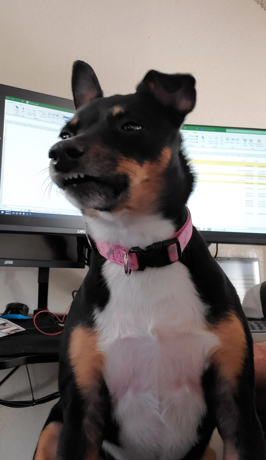 First Post I've ever made on cakeday in 10 years. Meet Maci. | Scrolller