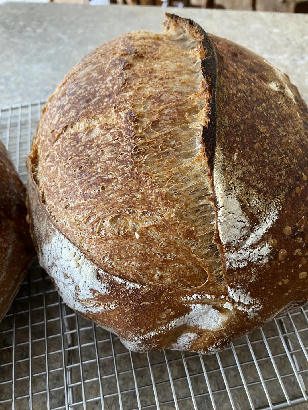 I finally got an ear! | Scrolller