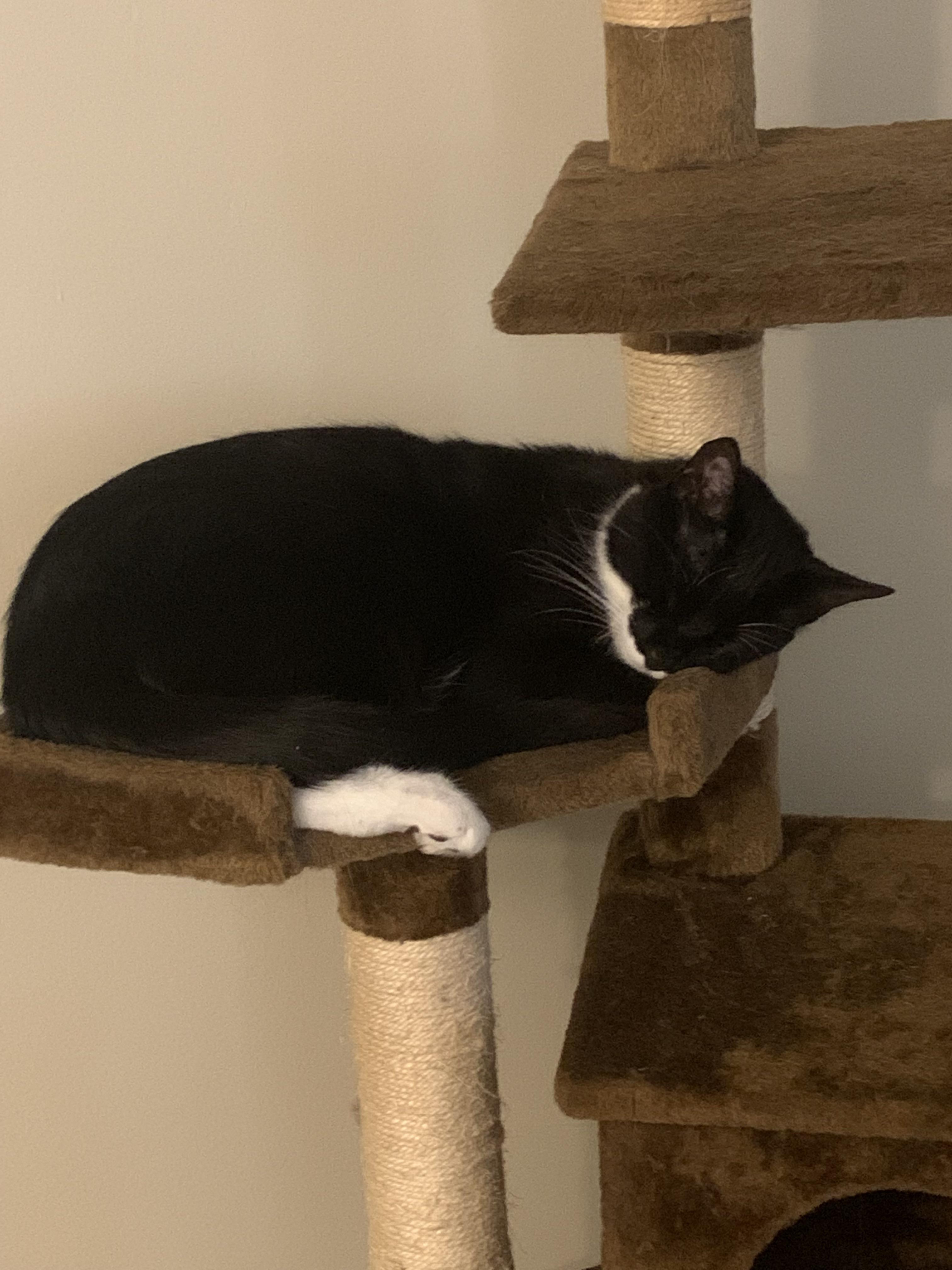 Sleepy Mischief | Scrolller