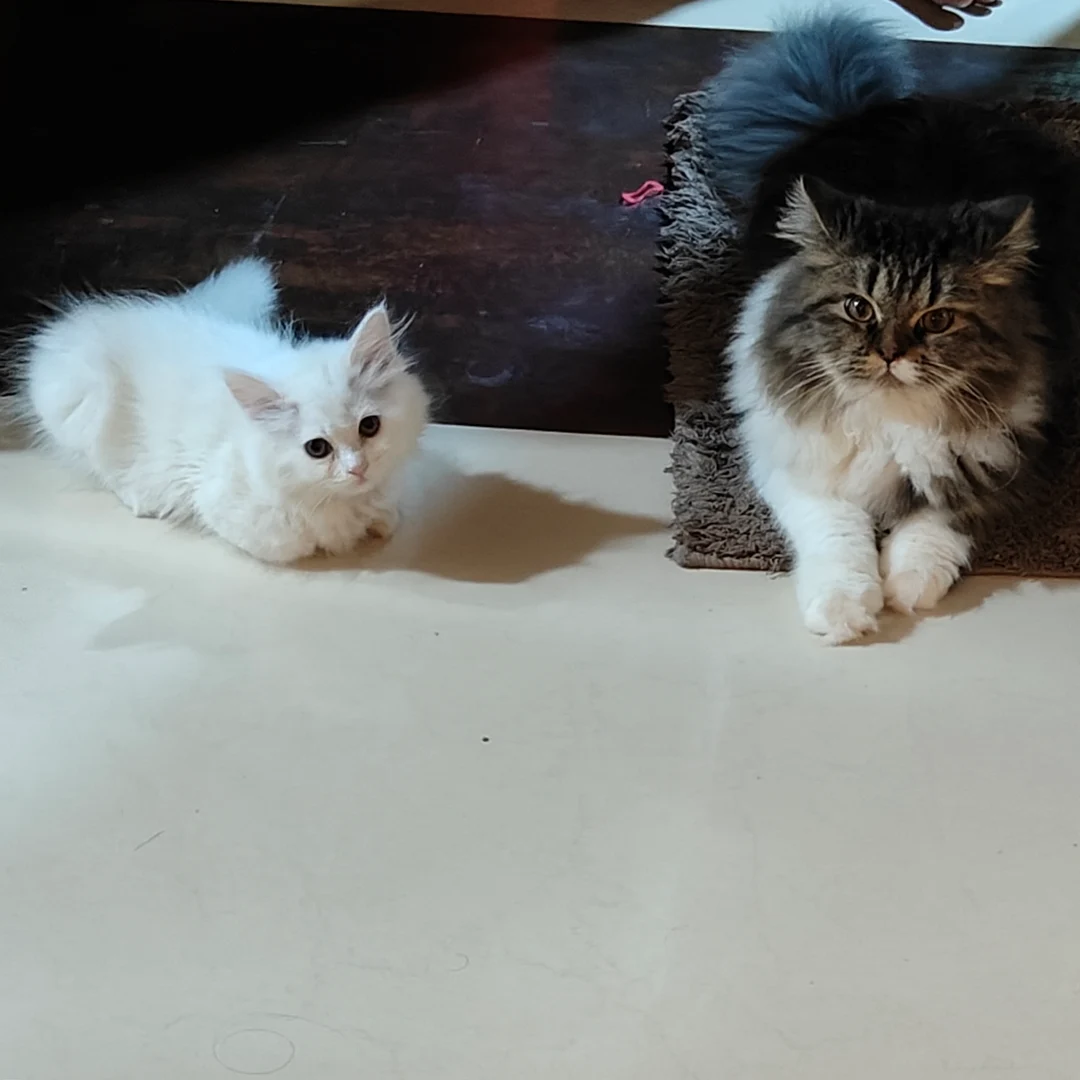 Happy couple | Scrolller