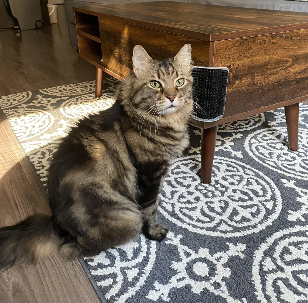 My new foster floof, Tabby | Scrolller