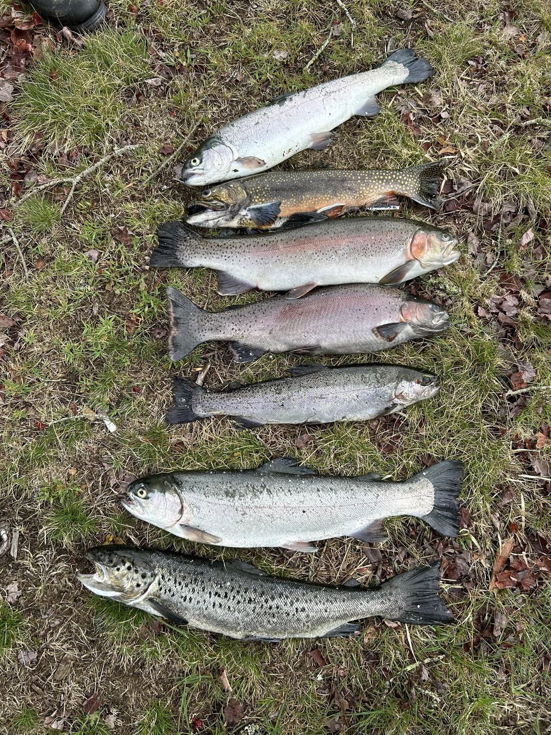 What is the salmon? | Scrolller