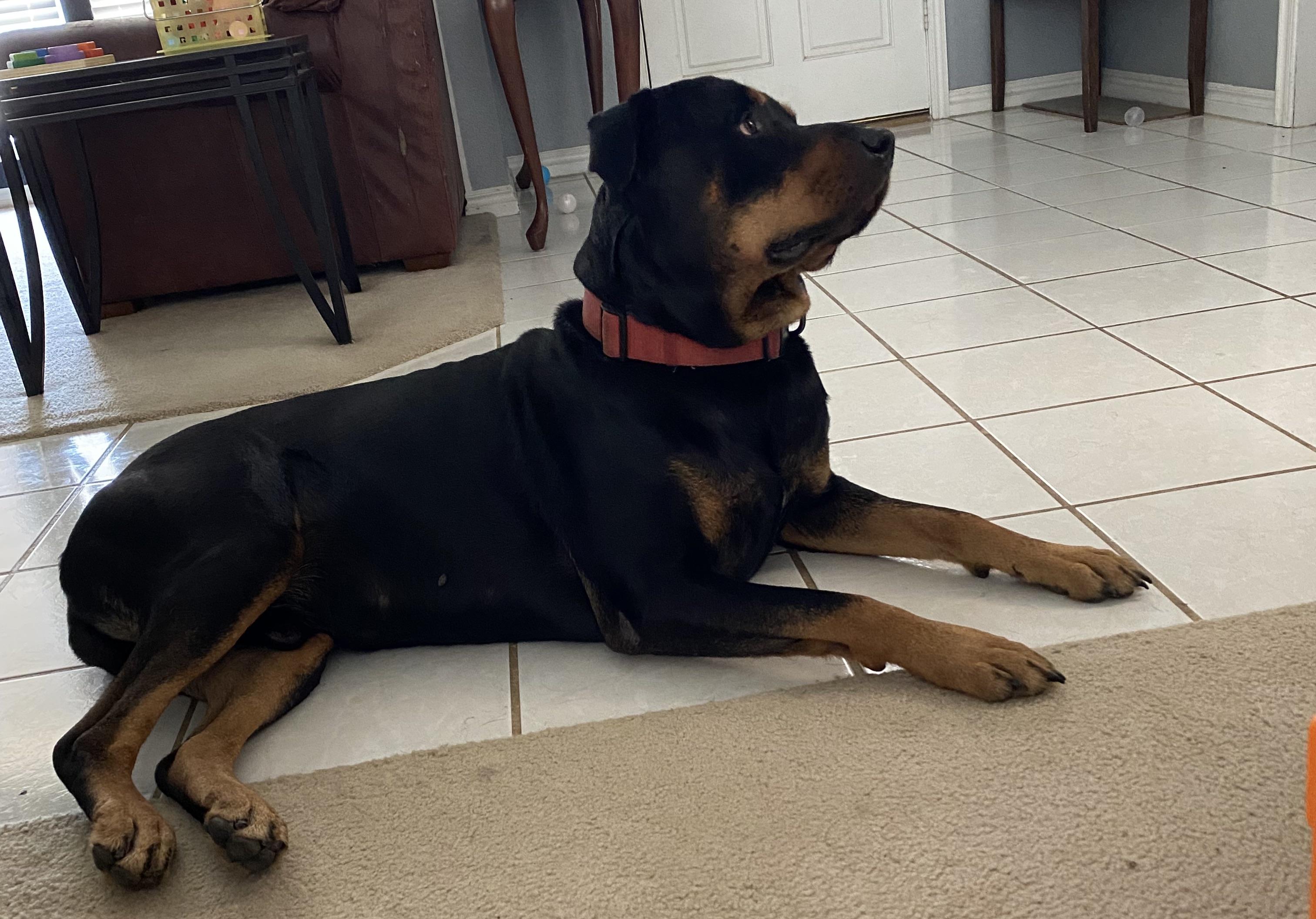 Boba! Aka “Big Bear” | Scrolller