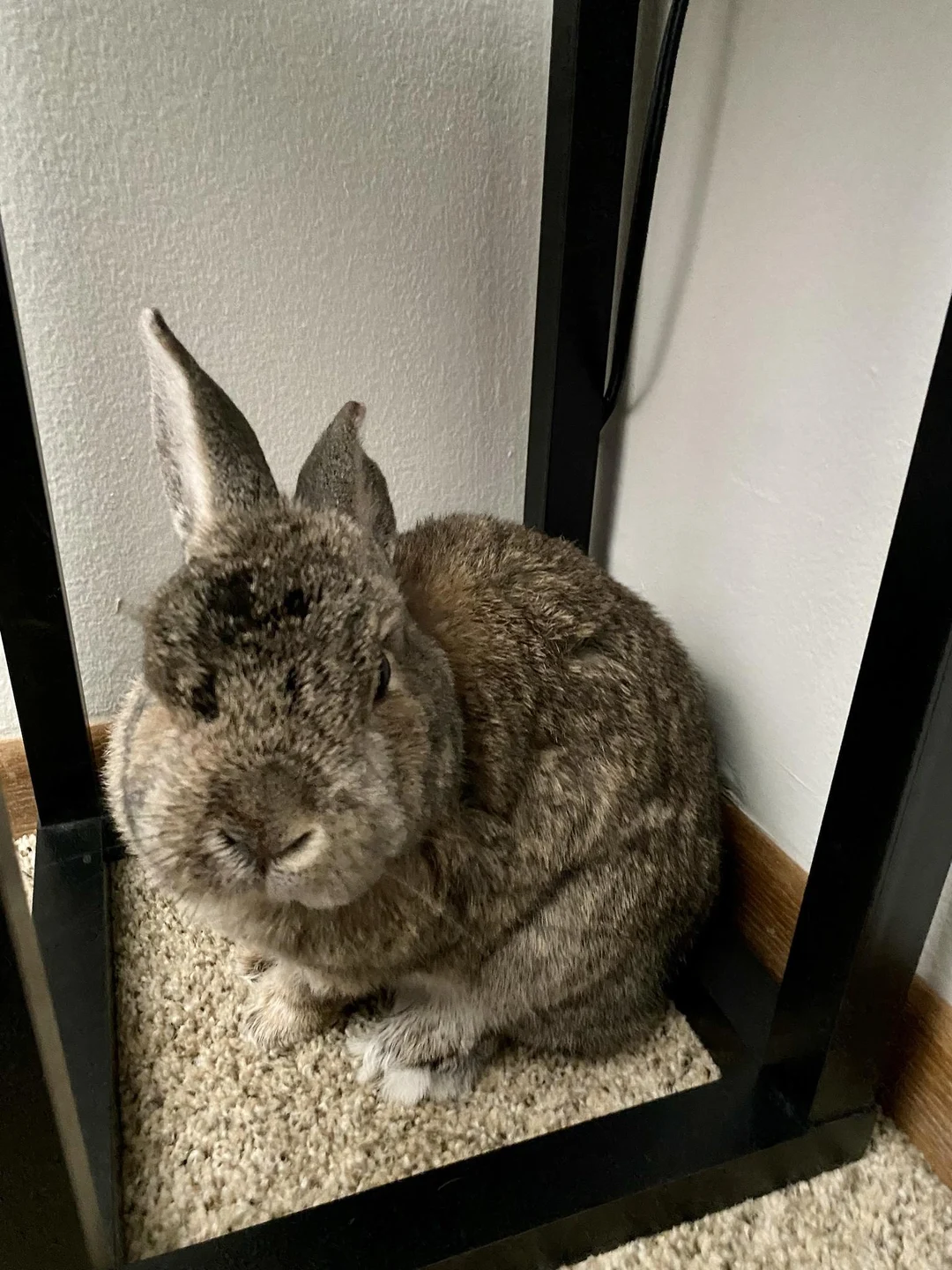 Discover more like Cute: Bunny 'trap' successful and Related Content | Scrolller