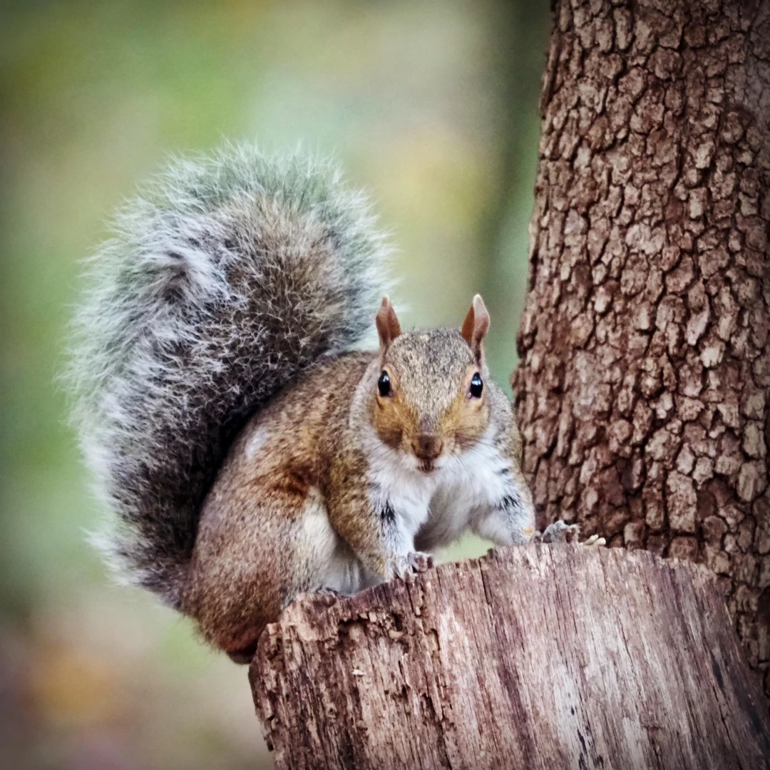 Squirrels are so intense | Scrolller