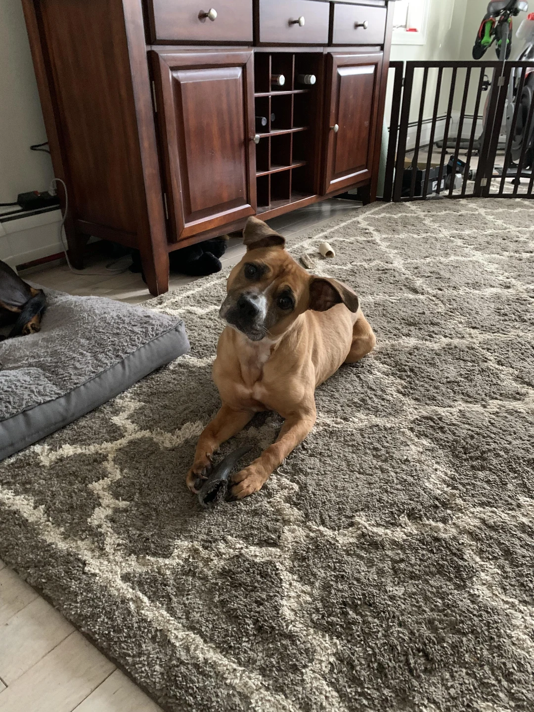 My mutt has crooked ears | Scrolller