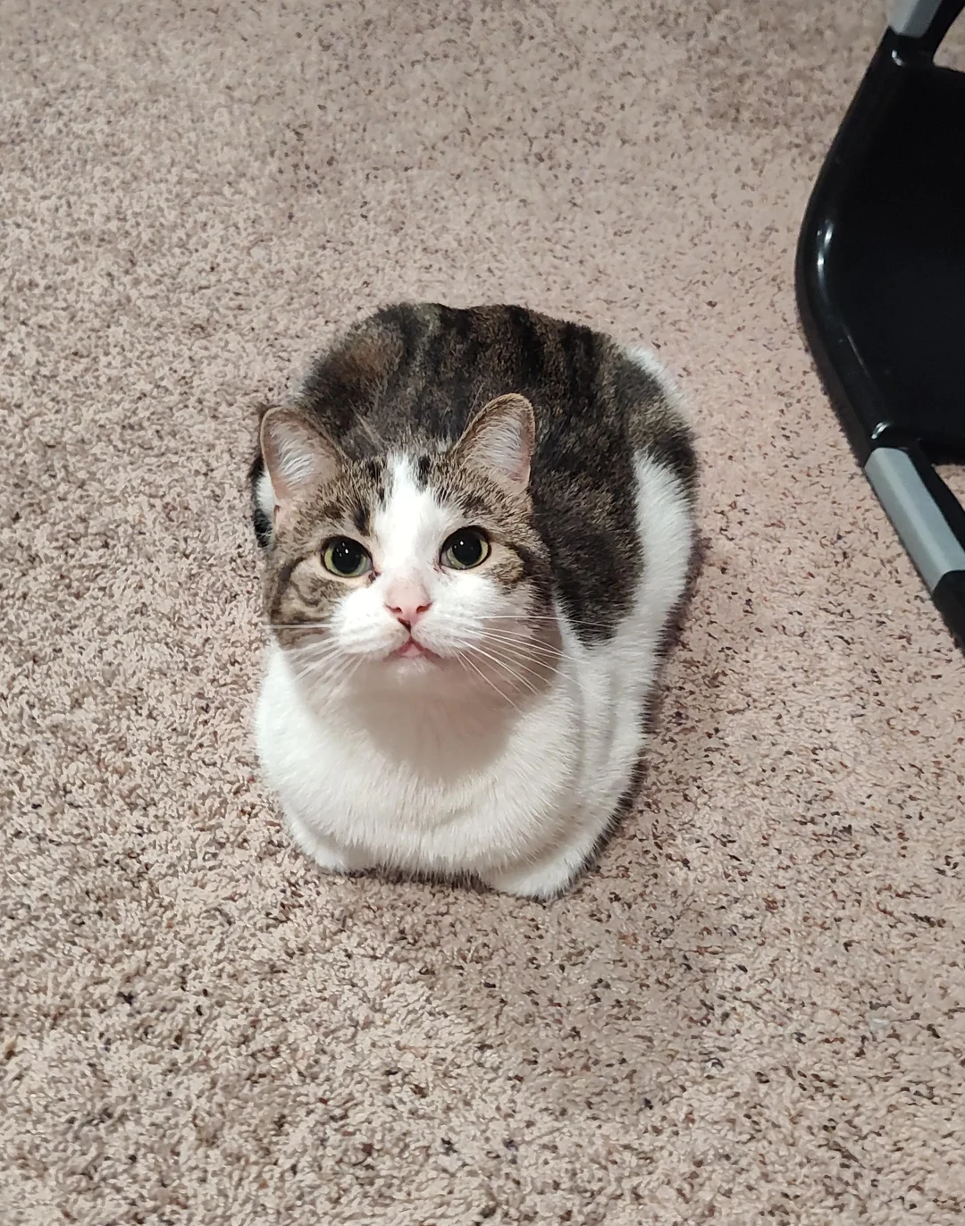 My sweet Adzuki loaf! | Scrolller