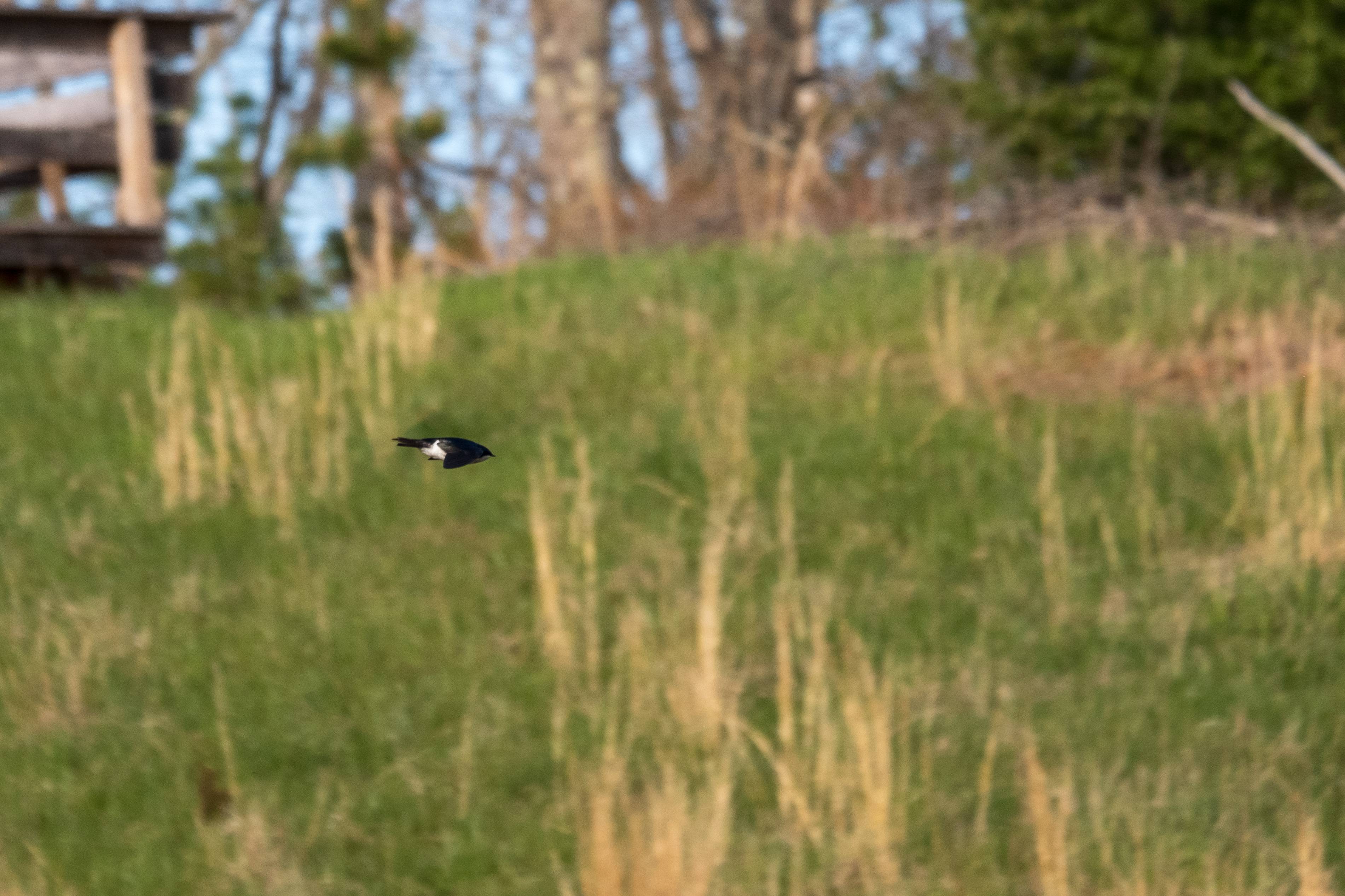 Tree Sparrow doing zoomies | Scrolller