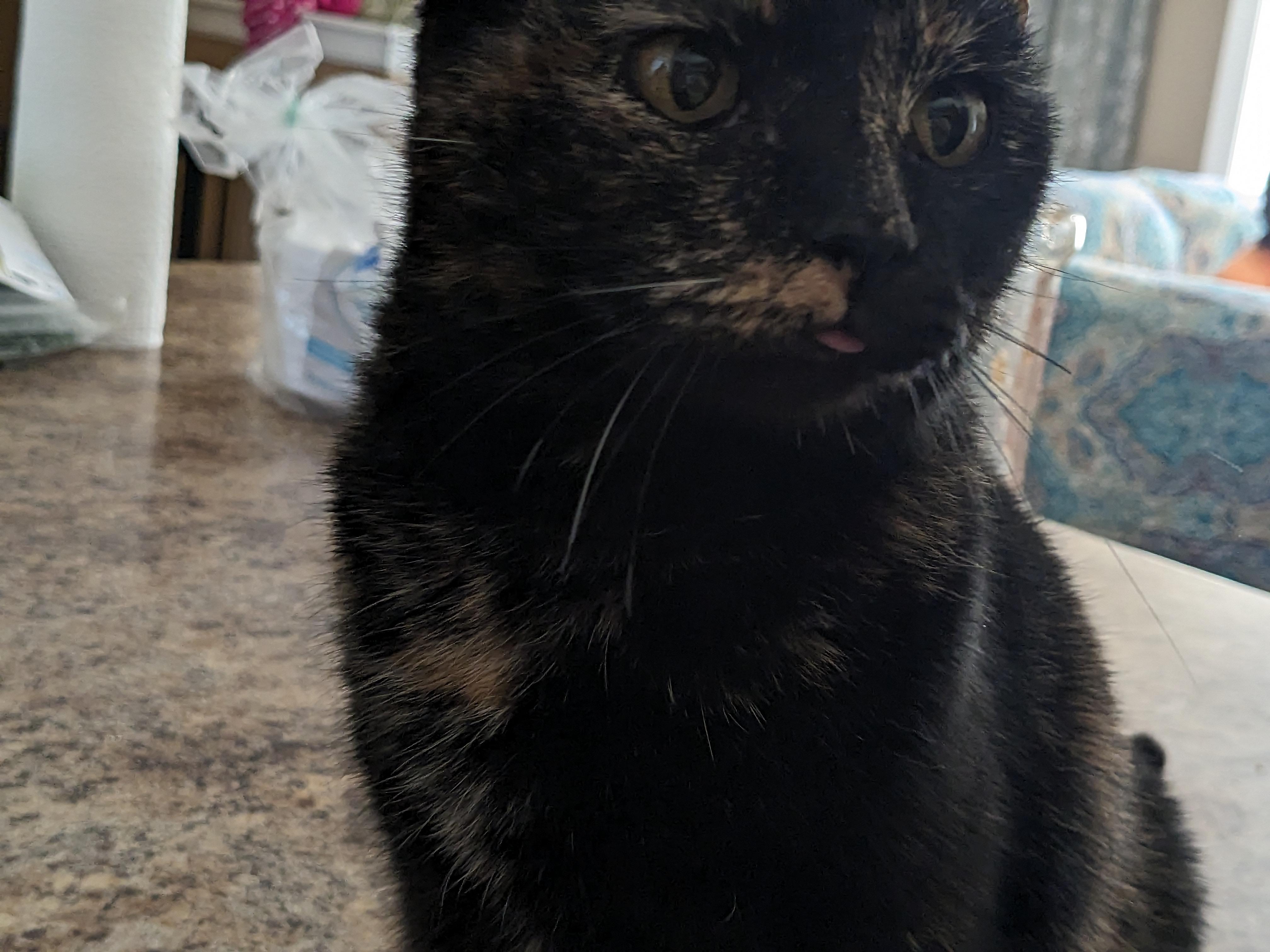 Pele and her tiny blep | Scrolller