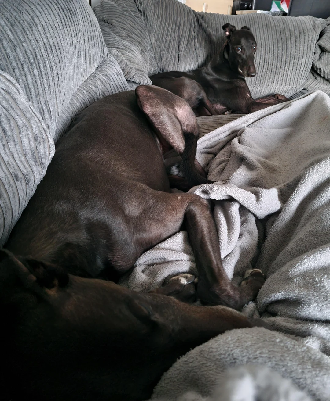 Somebody is jealous | Scrolller