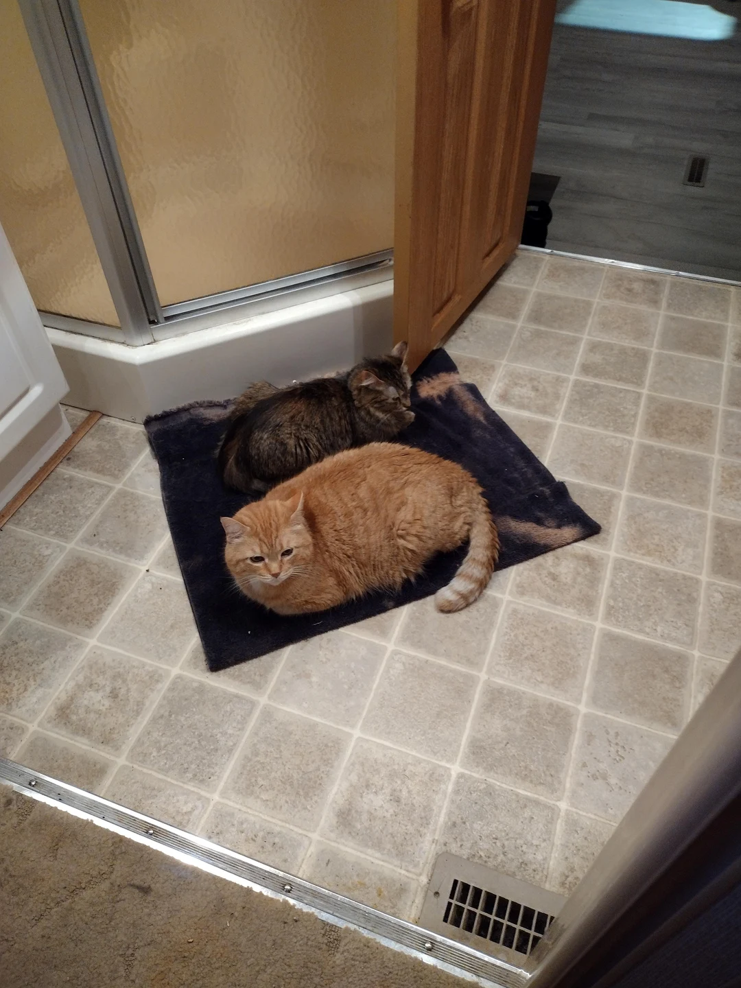 Two for one trap. | Scrolller