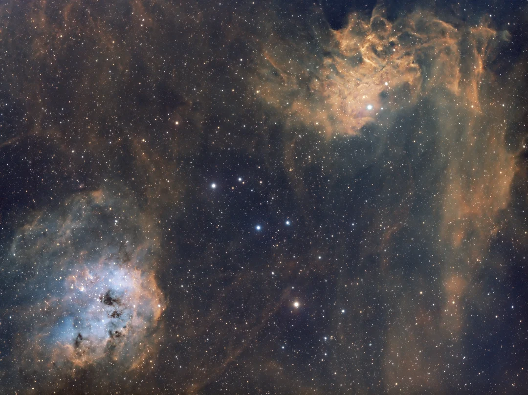 Flaming Star and Tadpoles from my front yard | Scrolller