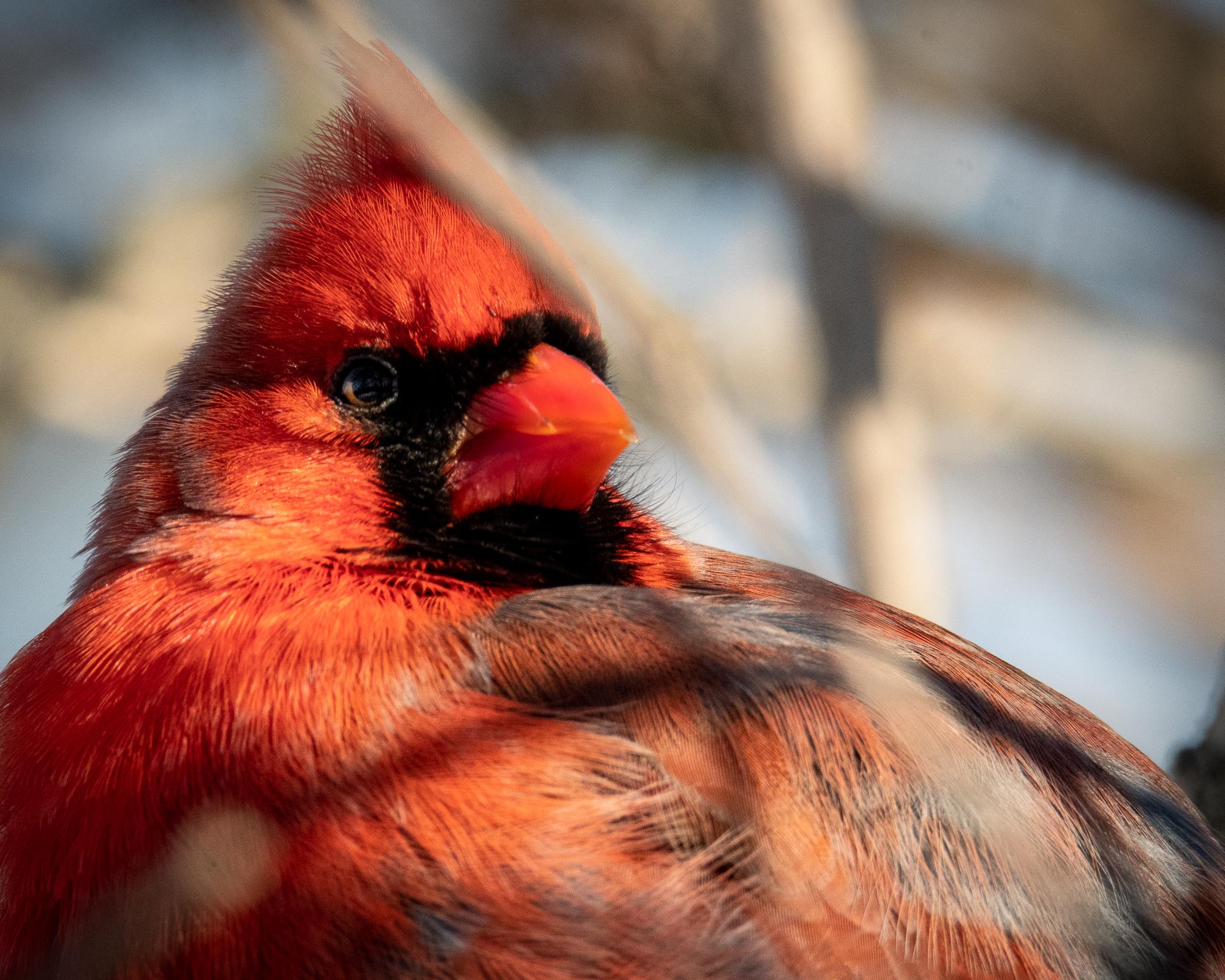 A red borb ruling over his domain. northern cardinal, yeah | Scrolller