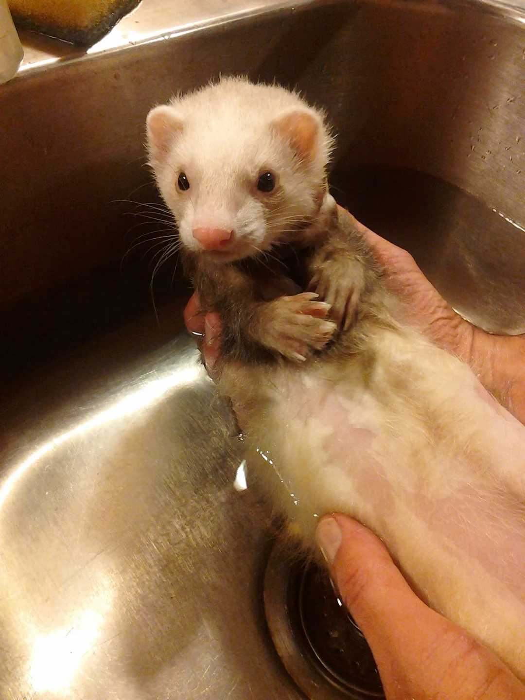 8 years ago today, Vinnie the Biscuit | Scrolller