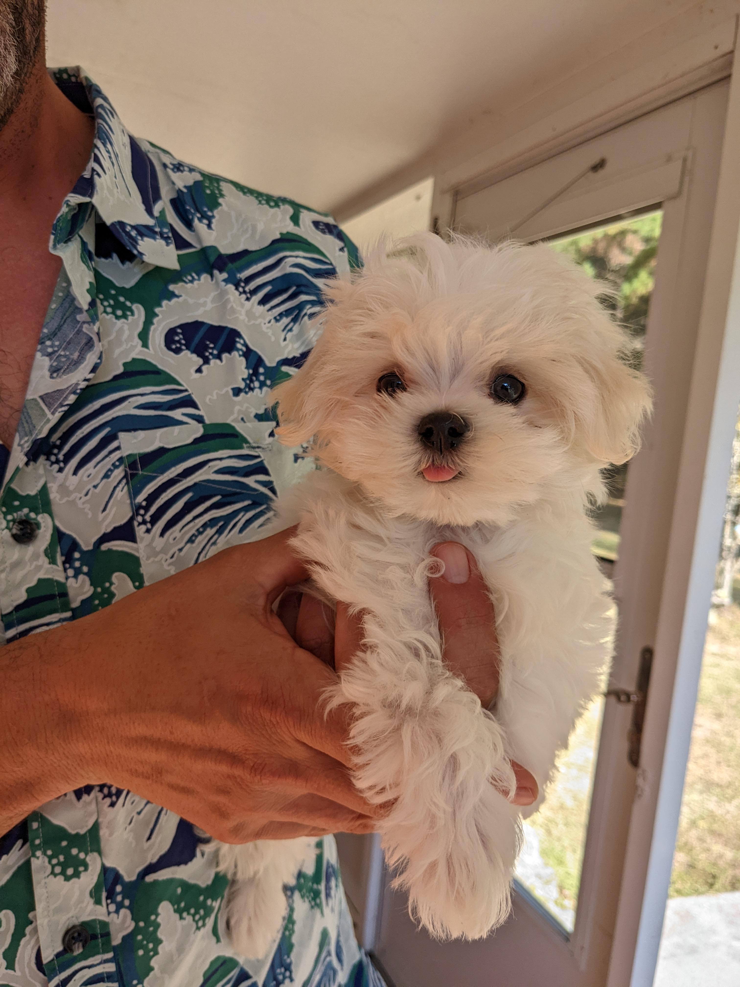 Our new baby, sweet little Loki Bean | Scrolller