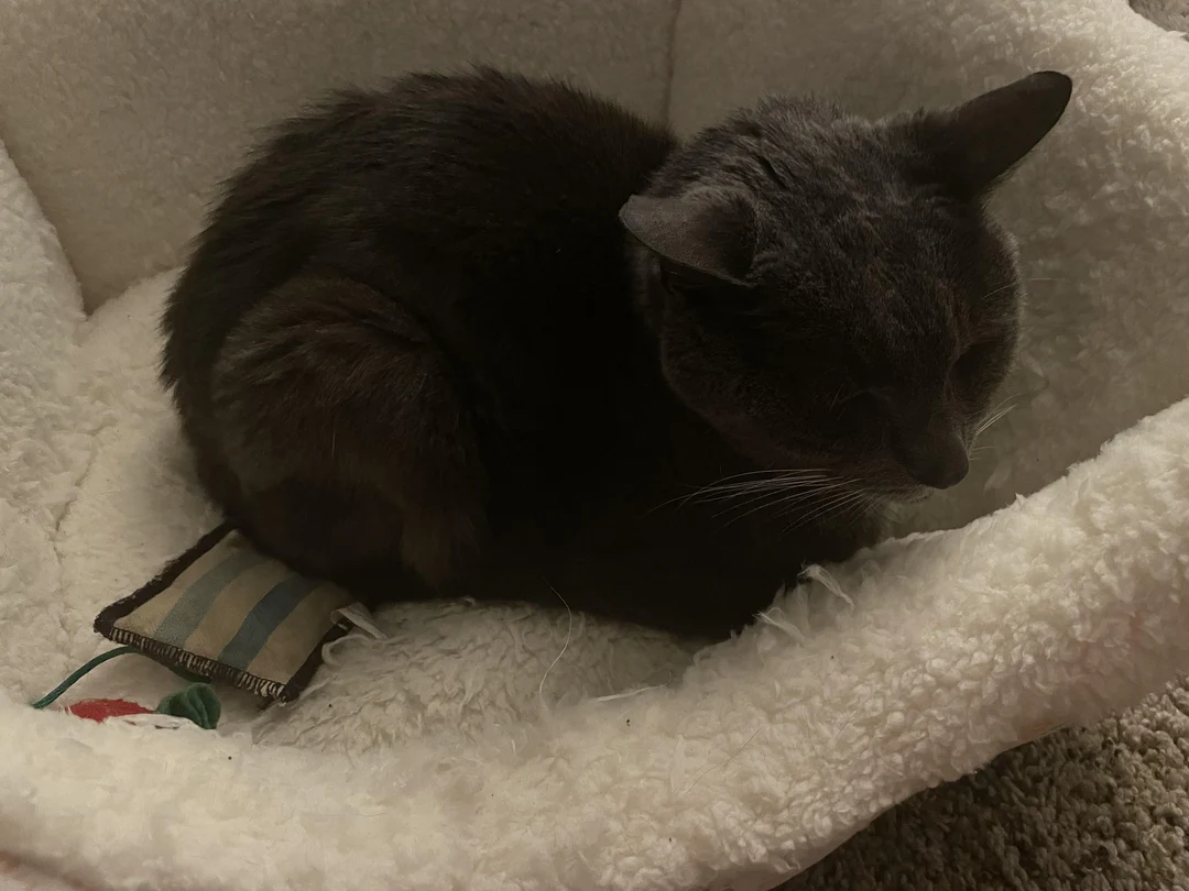 Burnt loaf | Scrolller