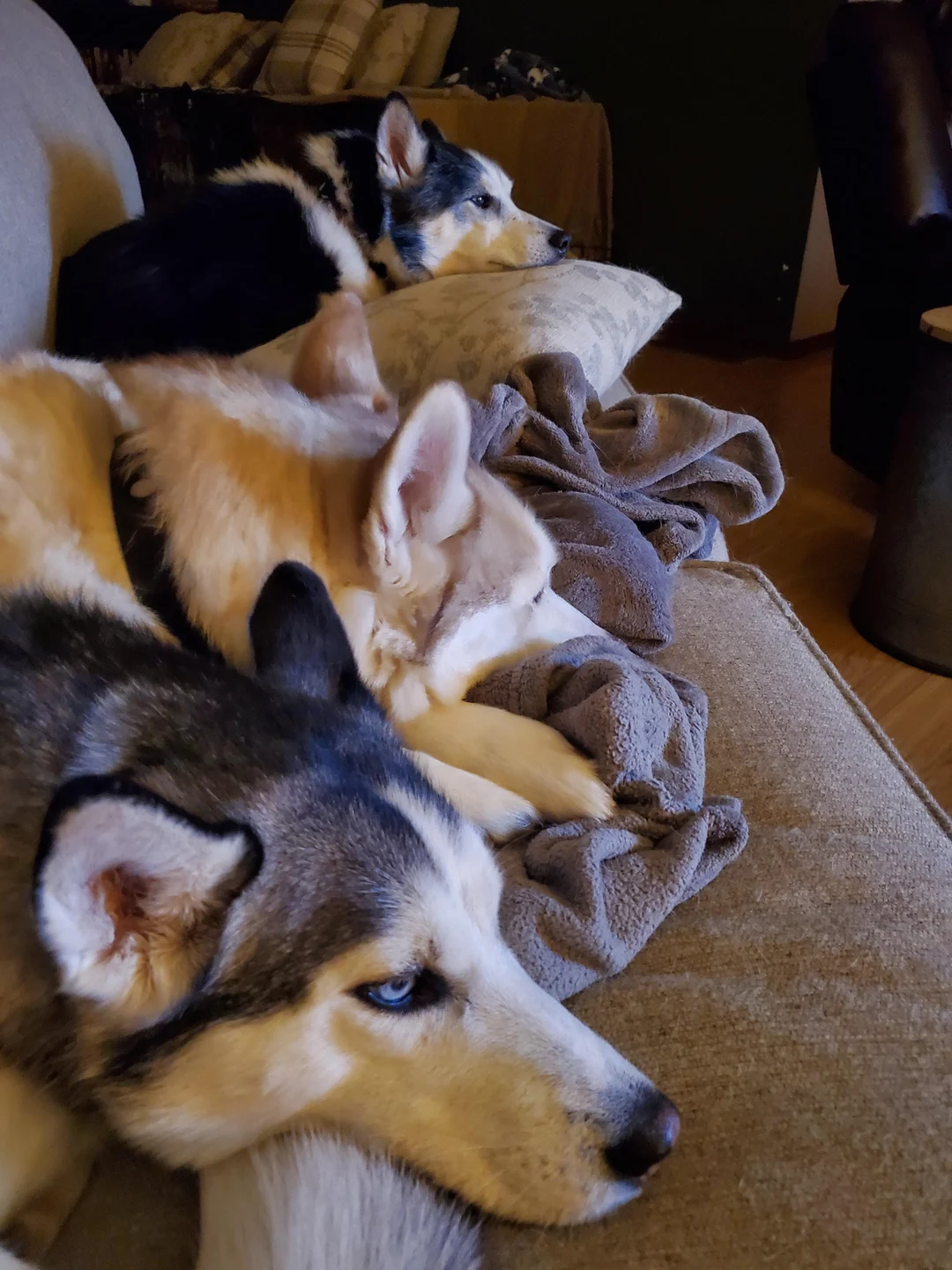 3 Amigos | Scrolller