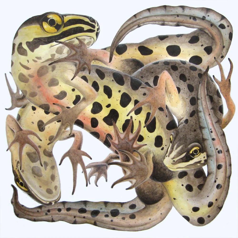 Newt Cubed by Reymonkey | Scrolller