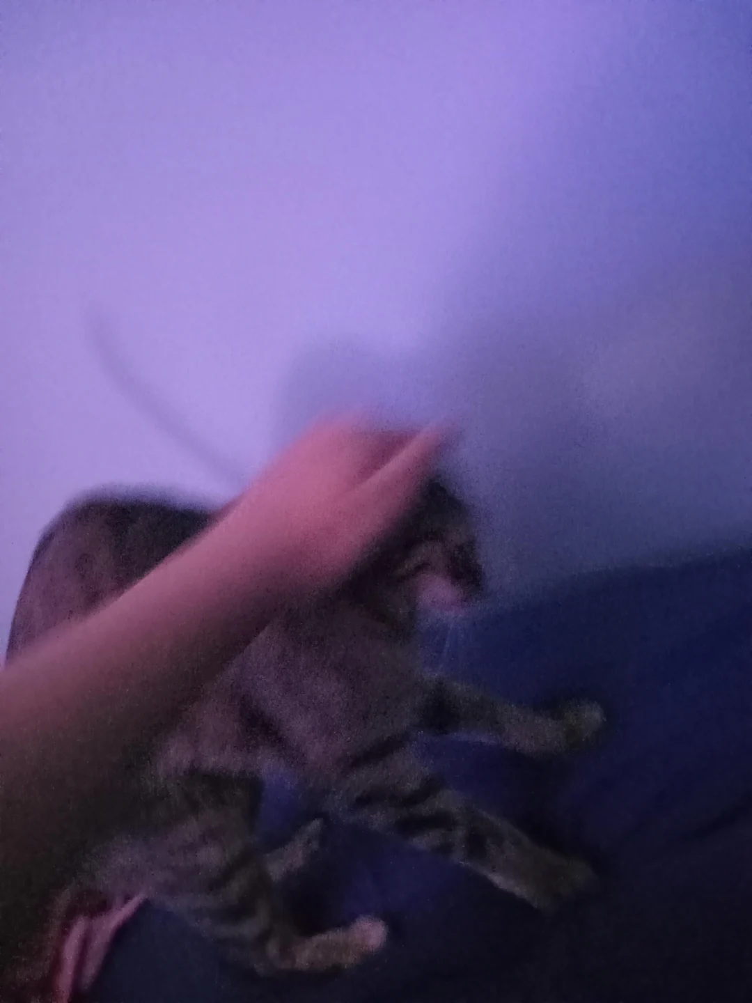 blurry picture of a cat | Scrolller