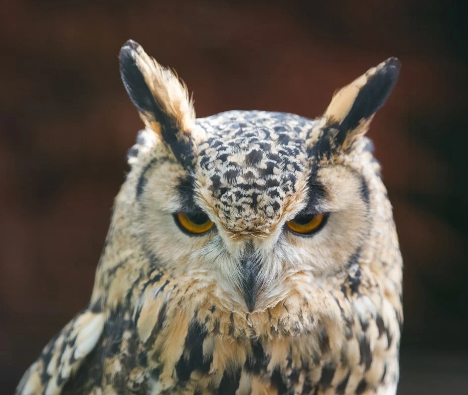 Portrait of a long-eared owl at Auchingarrich Wildlife Park in Perthshire, Scotland. (Image ...