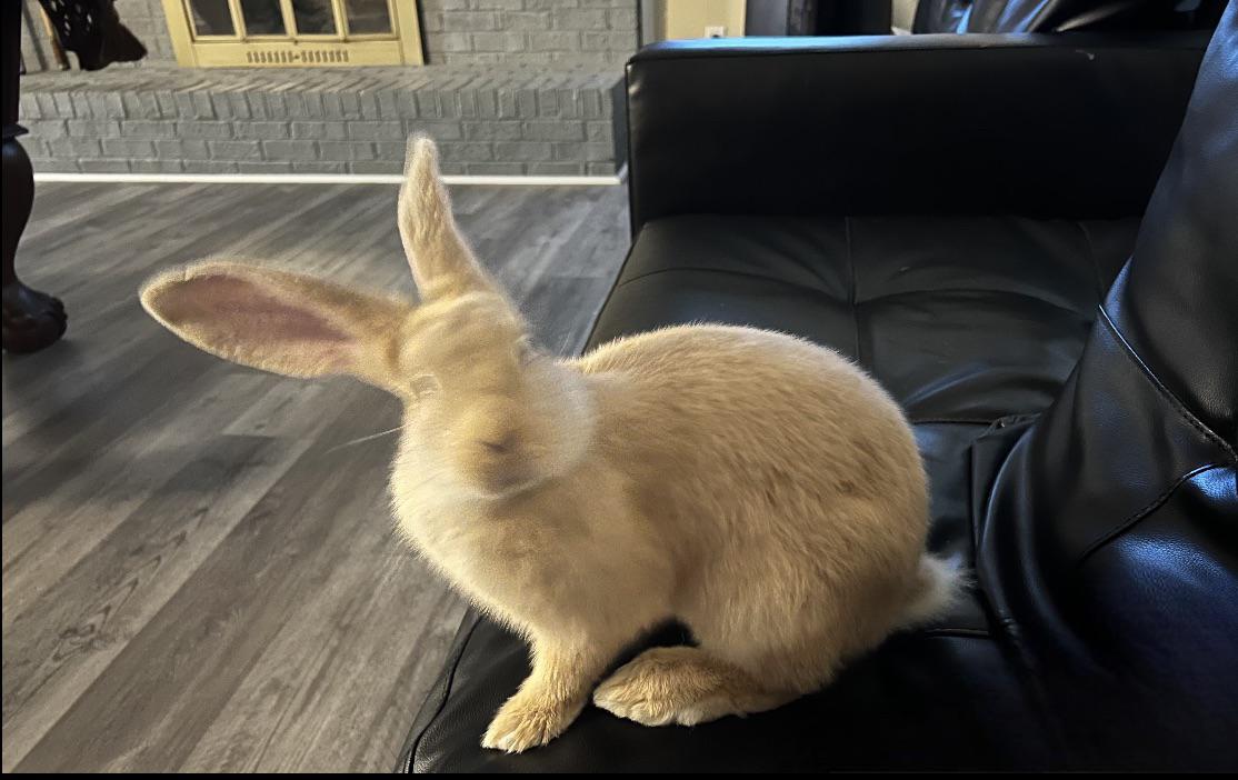 Random pictures of my rabbits | Scrolller