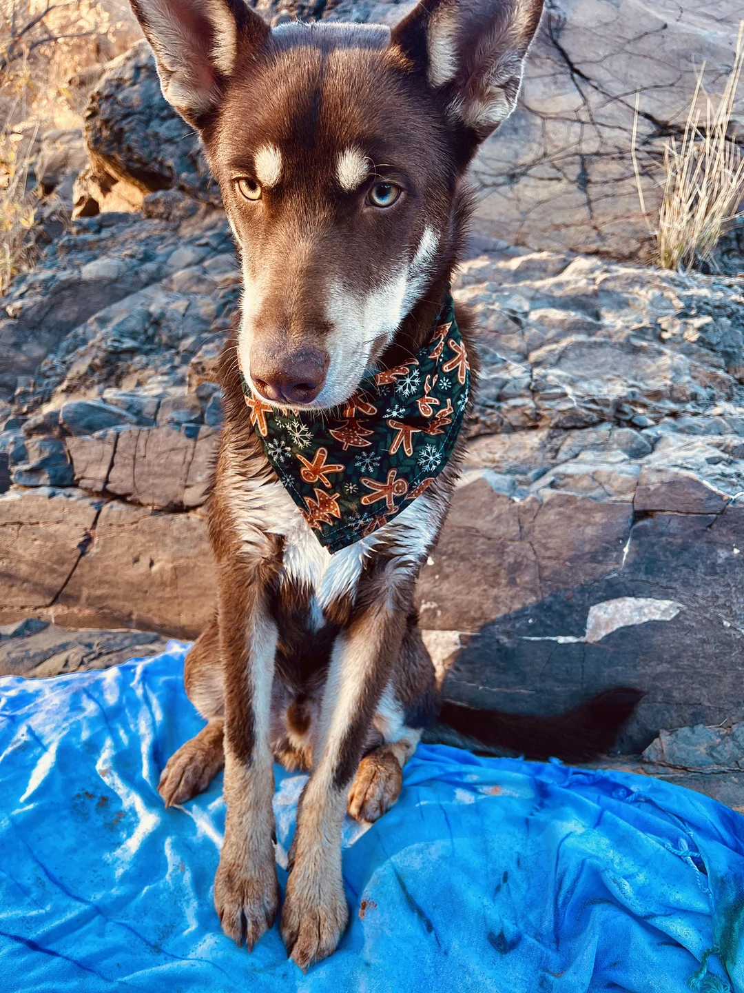 Made it official! Adopted my foster pup. | Scrolller