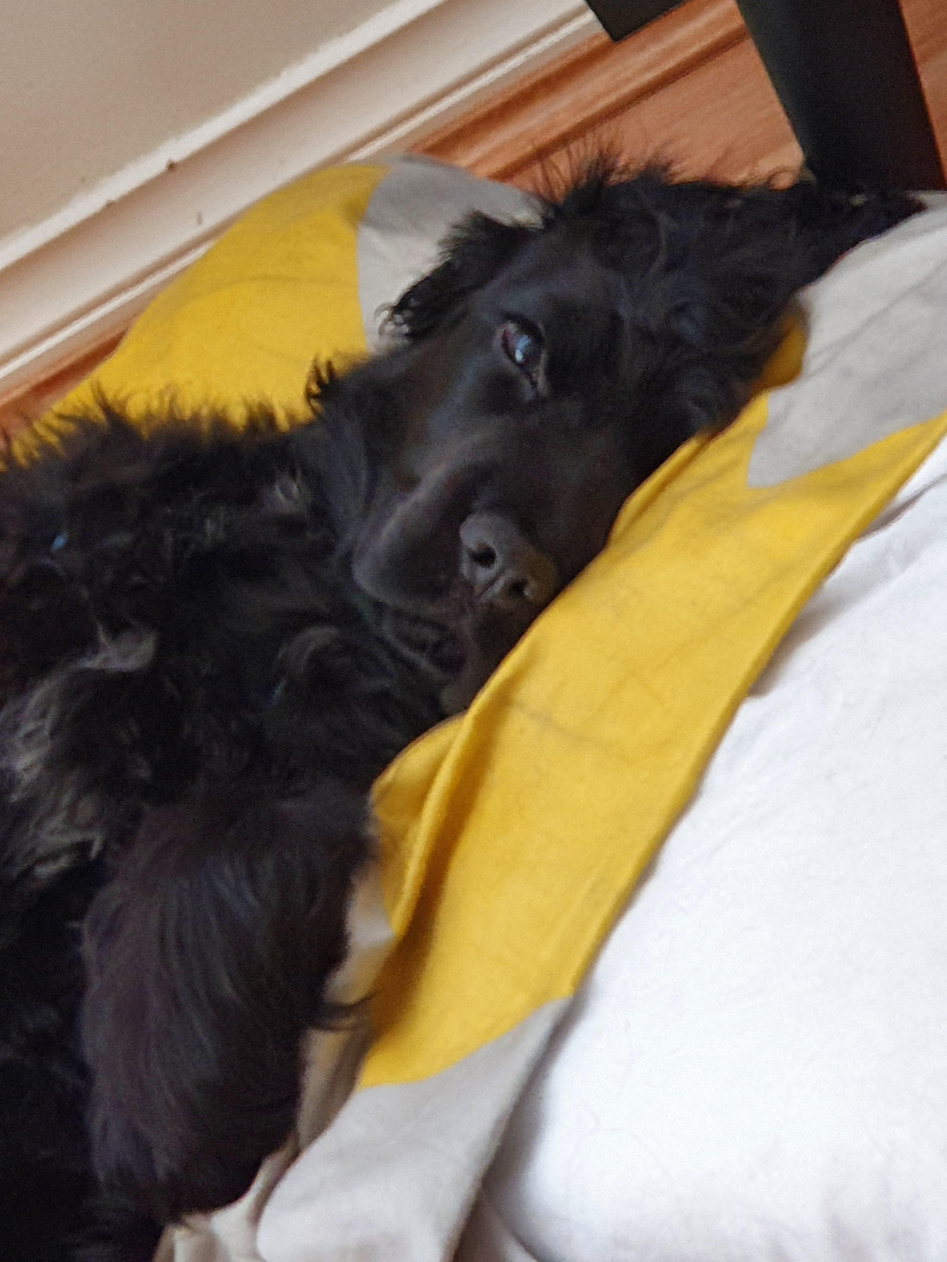 (OC) Pup of Wisdom | Scrolller