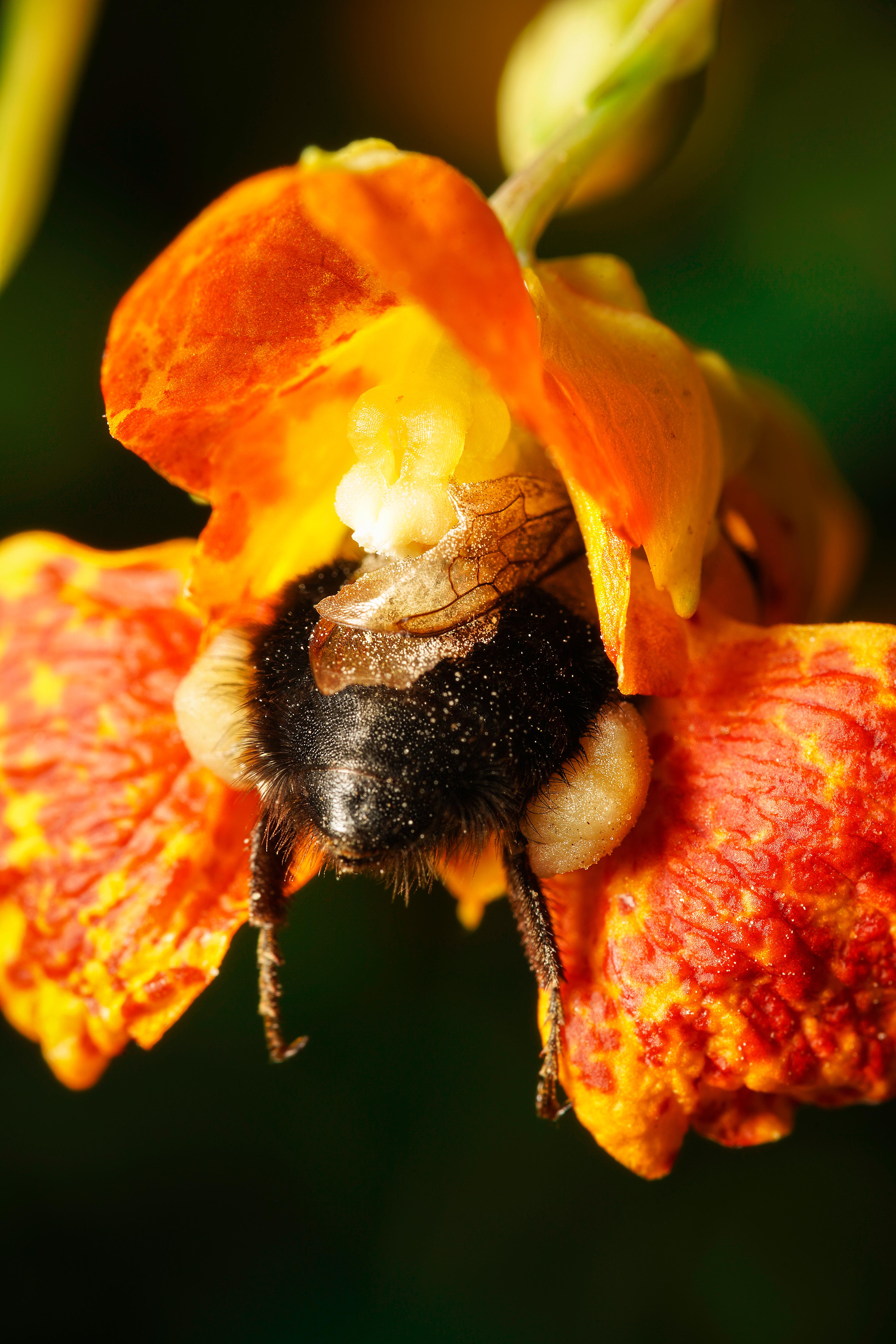 Bumble Bee Butt | Scrolller