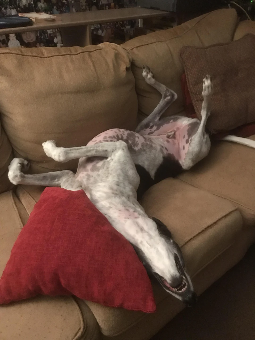 The ultimate Roach sleeper!!! | Scrolller