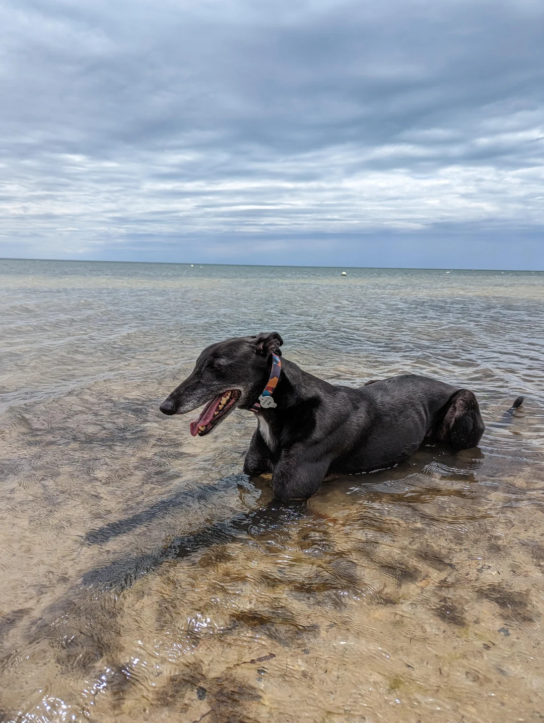 Cosmo enjoying his vacation | Scrolller