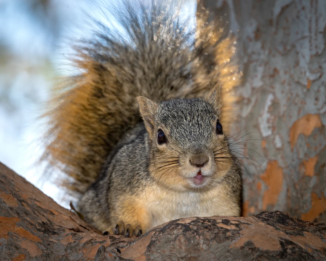 Winter Solstice Squirrel | Scrolller