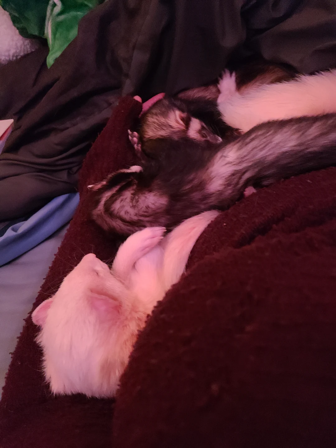 How do I get up when this is my lap? | Scrolller