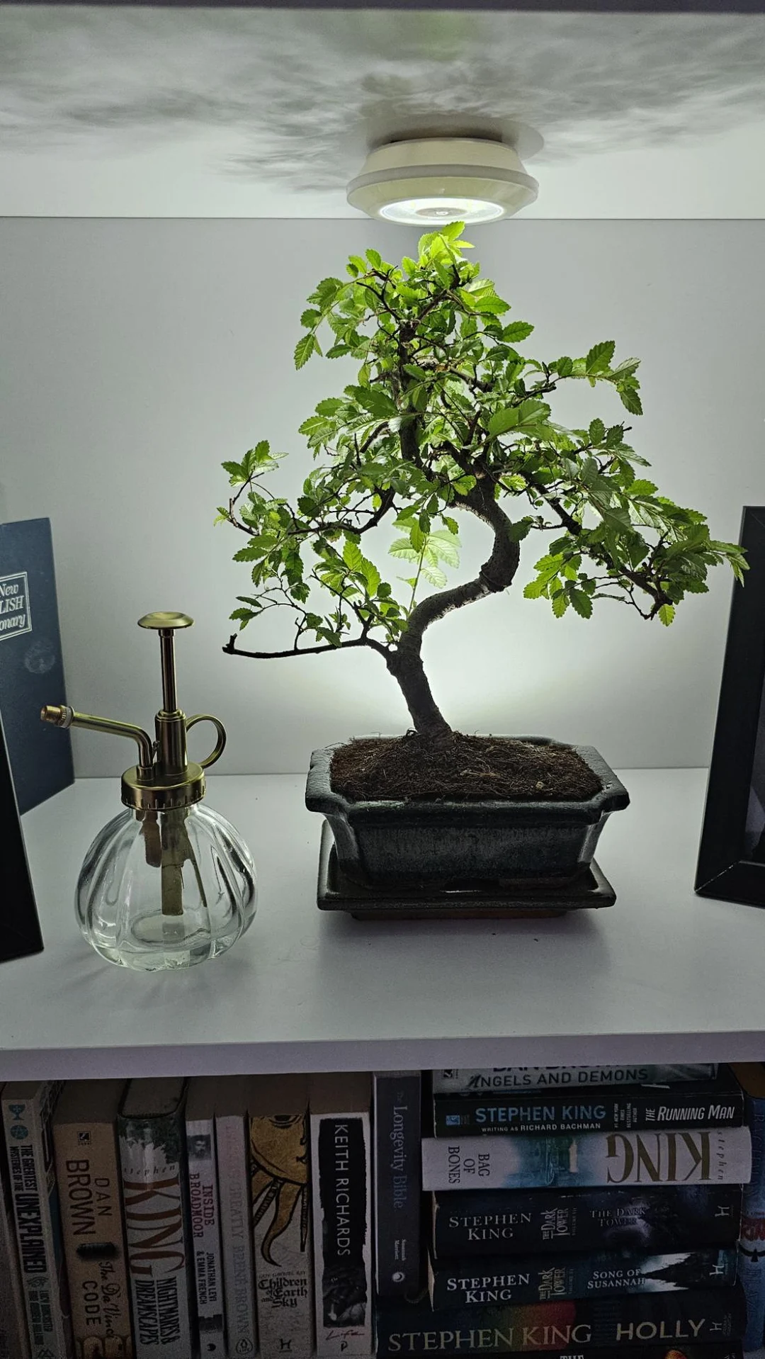 bookcase bonsai | Scrolller