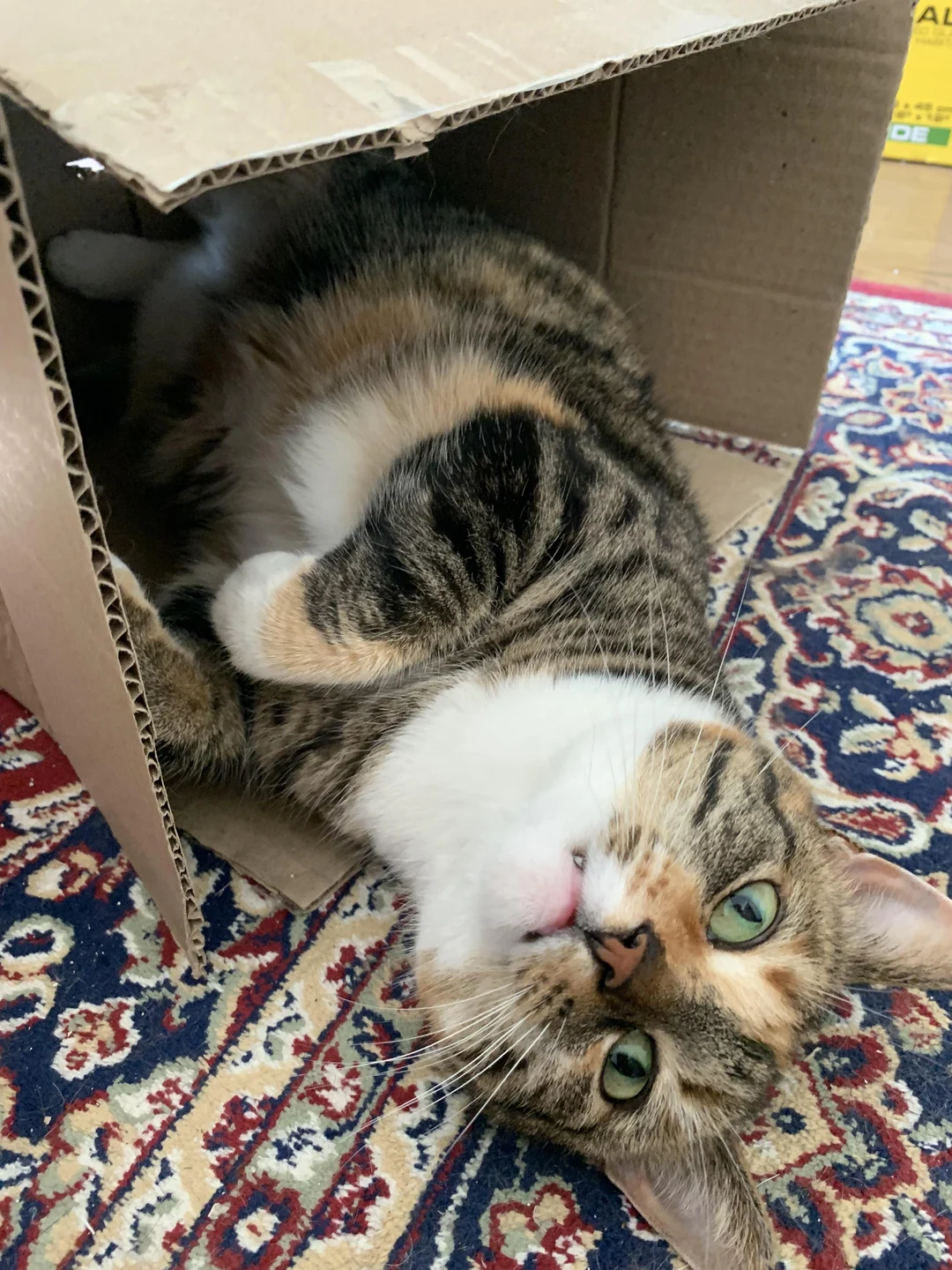 Neila enjoying a wiggle in her box. | Scrolller