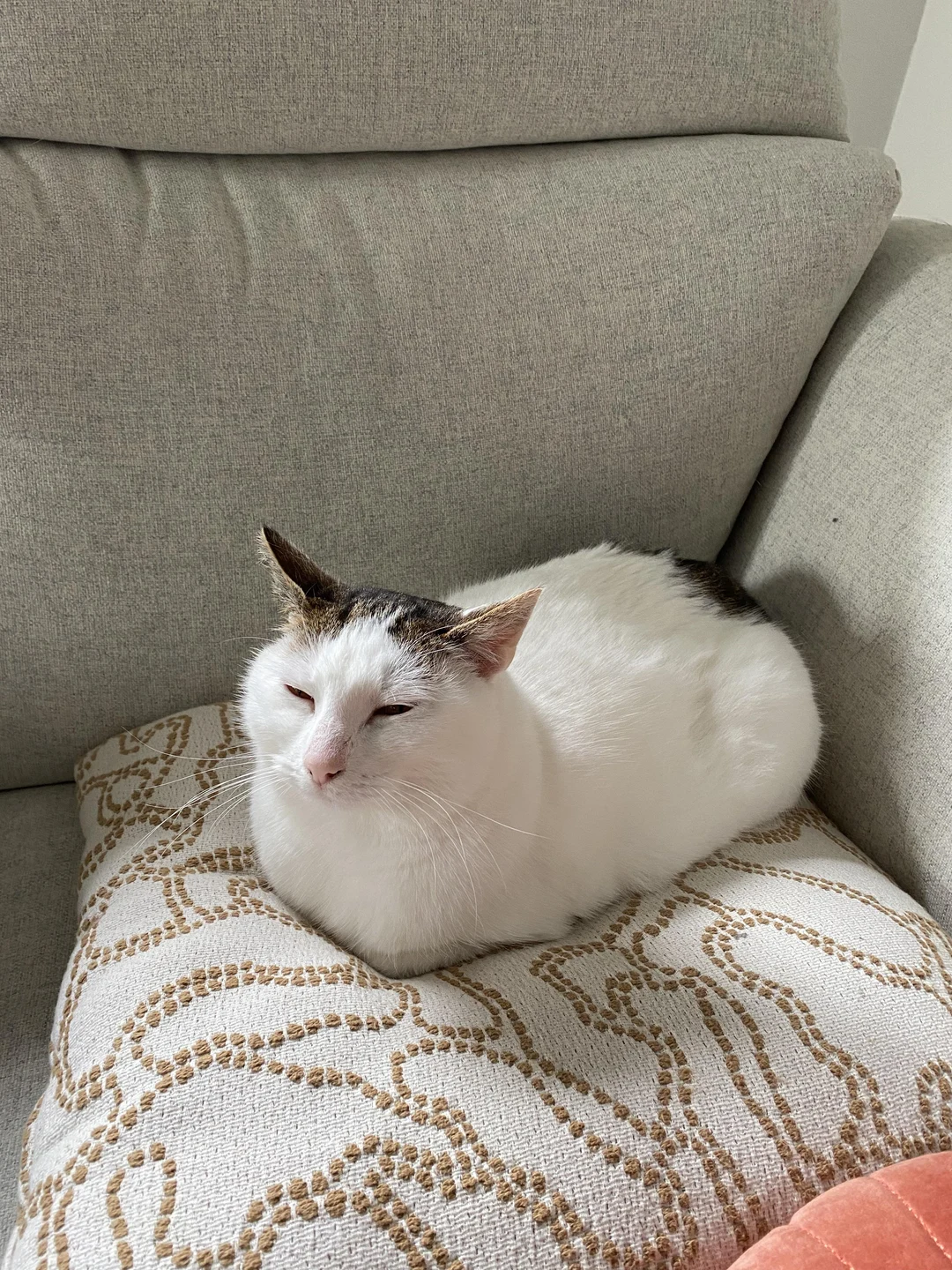Discover more like Catloaf: Our boy showing off his perfected loafing form and Related Content ...