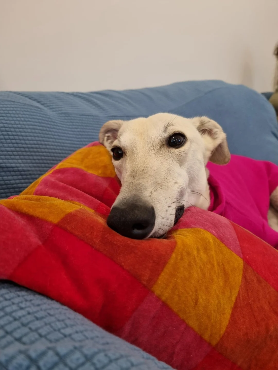 Rosie 💜 | Scrolller