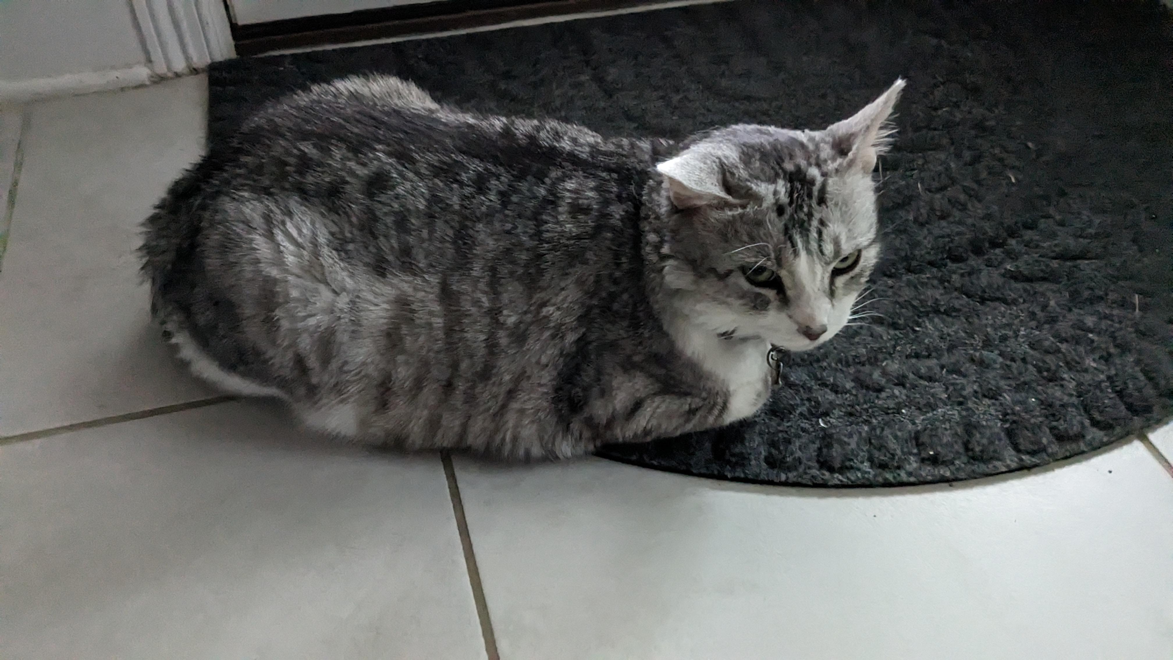 Chonky Loaf by the door | Scrolller