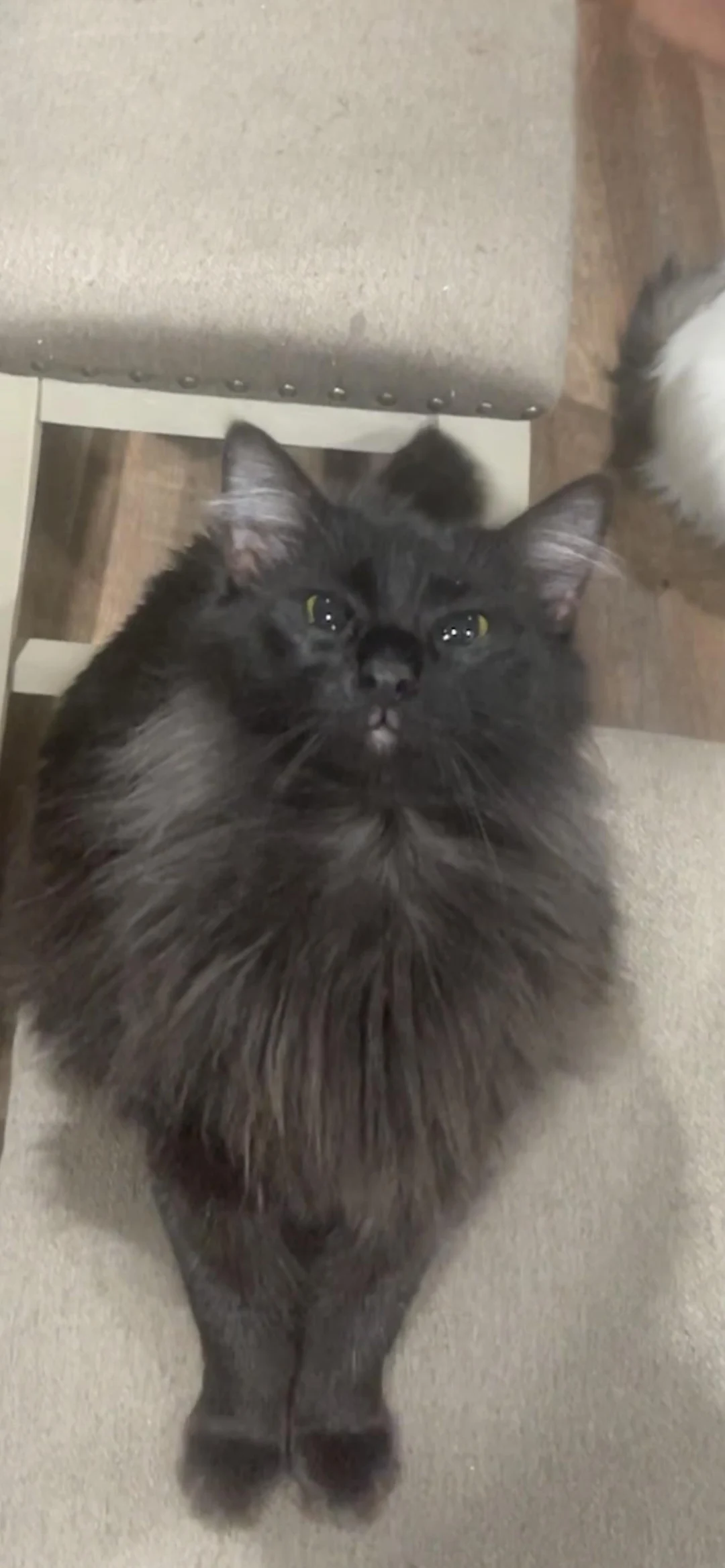 My Banshee’s kissy face | Scrolller