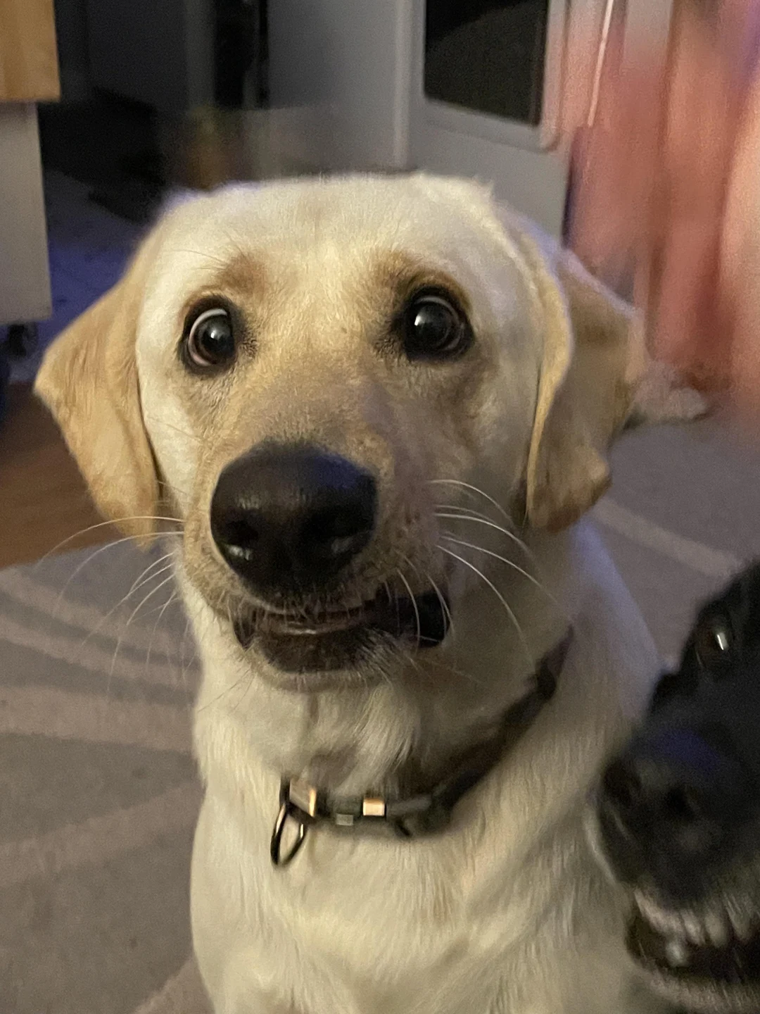 Caption this picture of my lab Cooper doing a derp.😜 | Scrolller