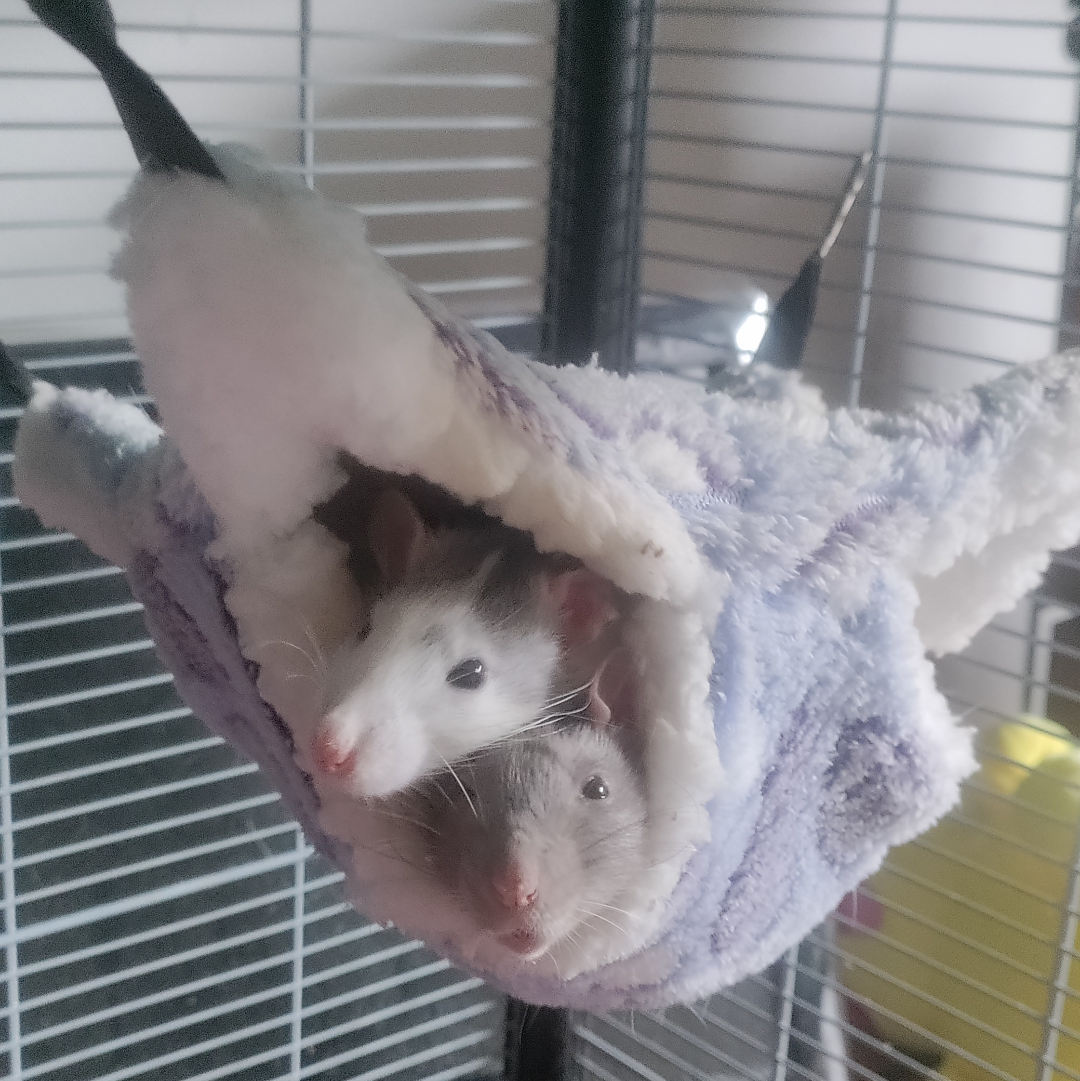 A tiny stack | Scrolller