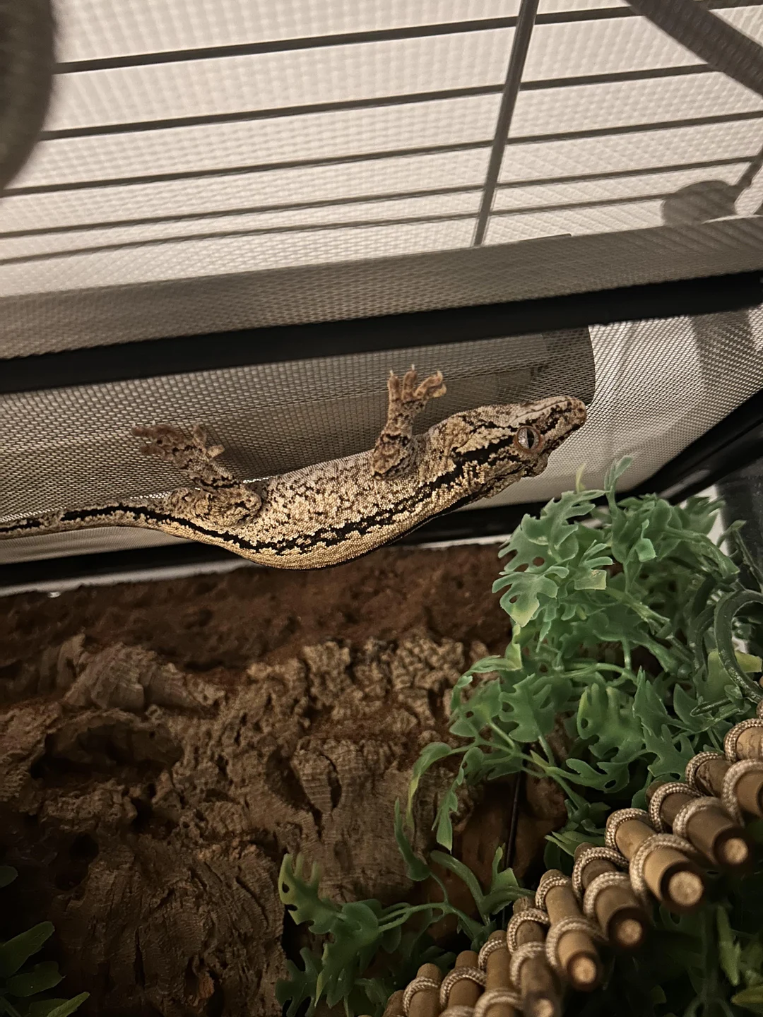 Discover more like Geckos: Universal New Cal experience? and Related Content | Scrolller