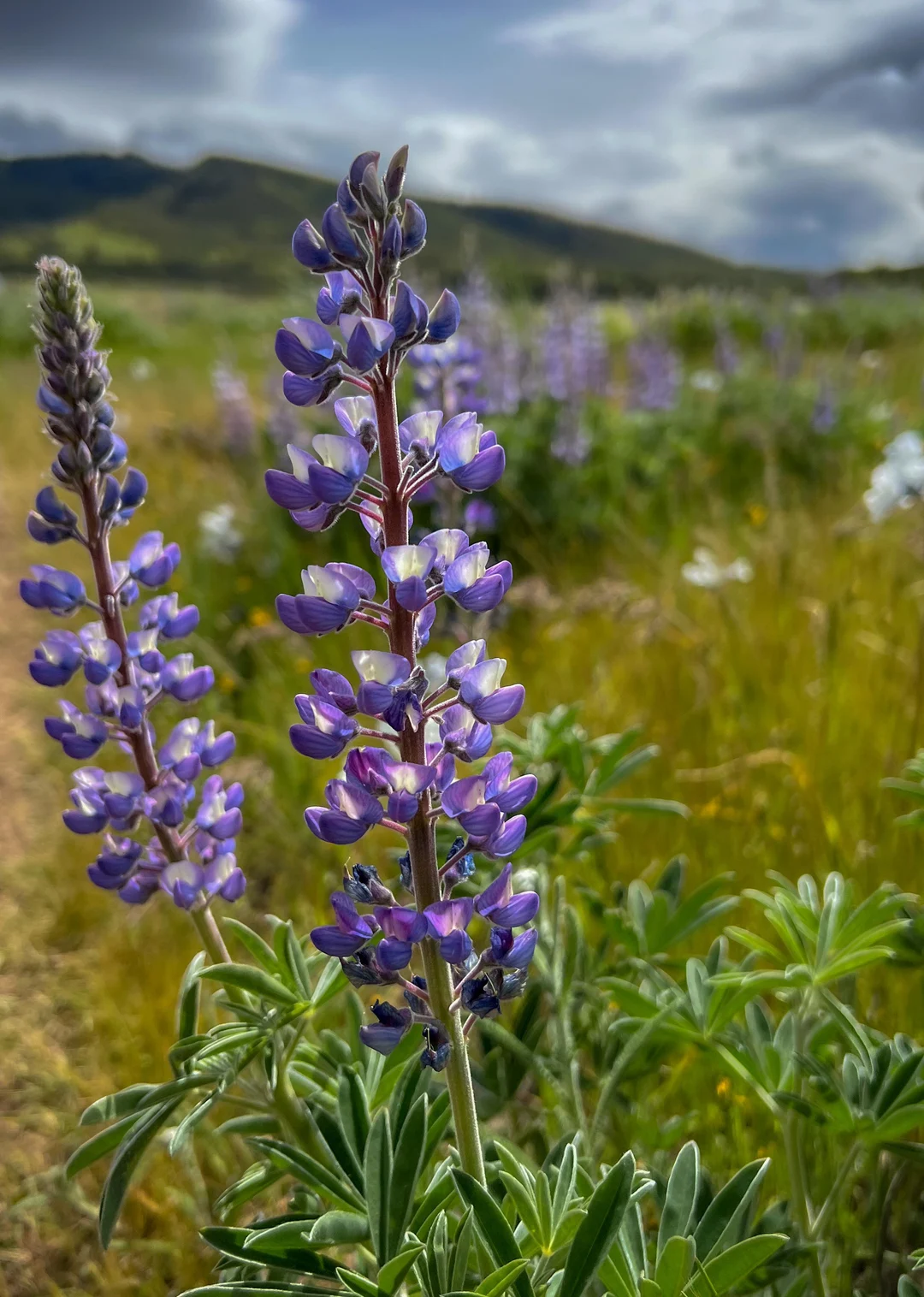 Wildflowers, Columbia River Gorge, Oregon [OC] 2500x2200 | Scrolller