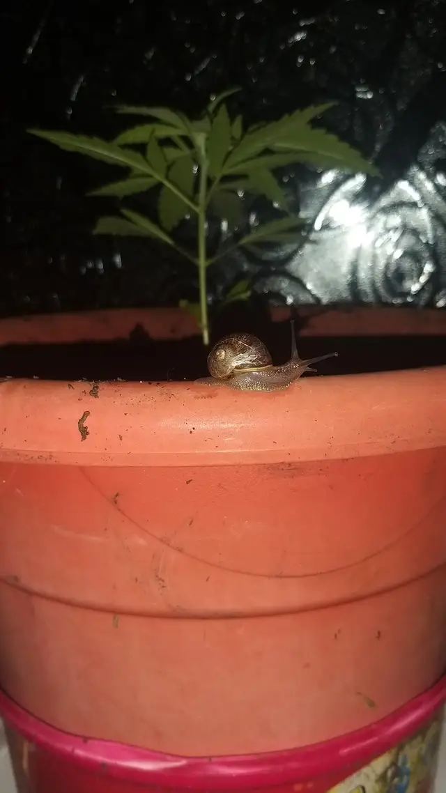 that snail faded | Scrolller