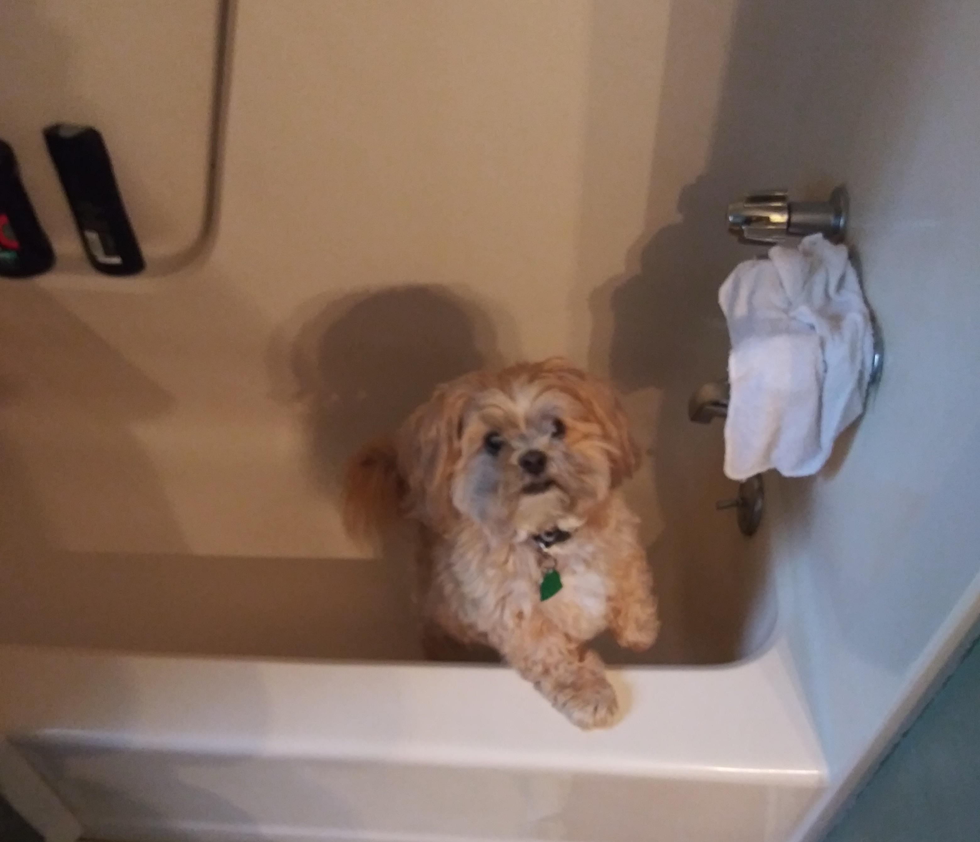 Anyone else’s Shih Tzu love baths? 🤣 | Scrolller