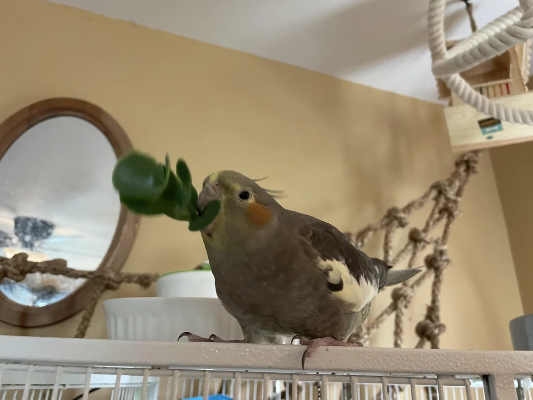 Pebbles with her mighty leaf sword! | Scrolller