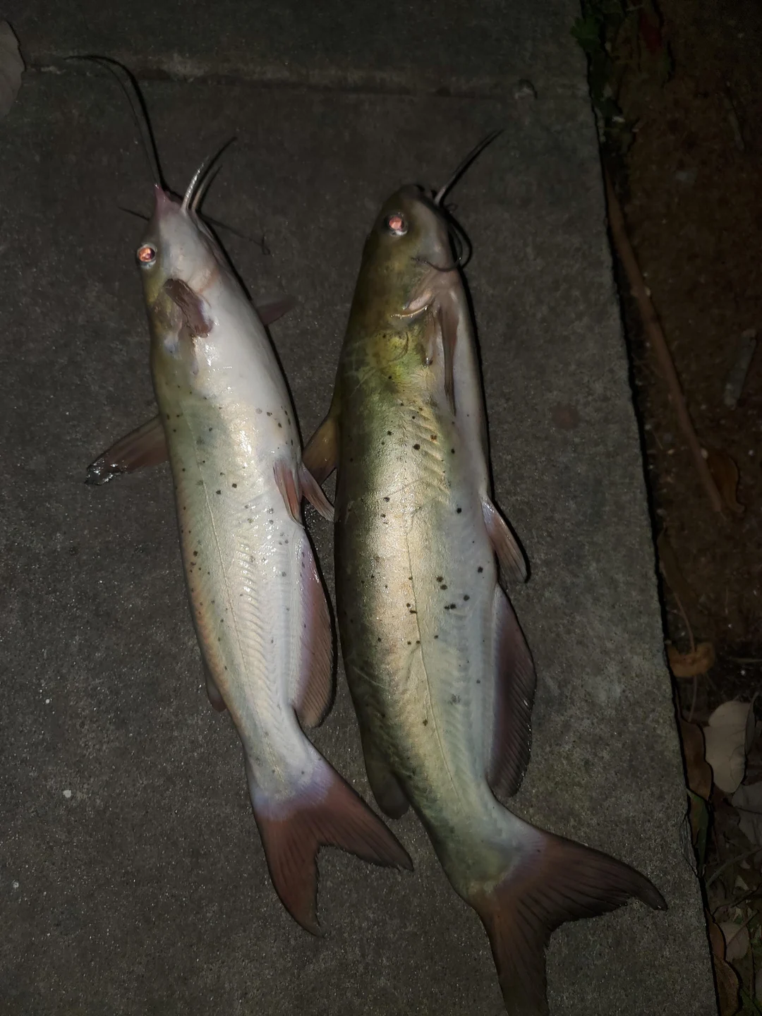 some catfish from the river | Scrolller