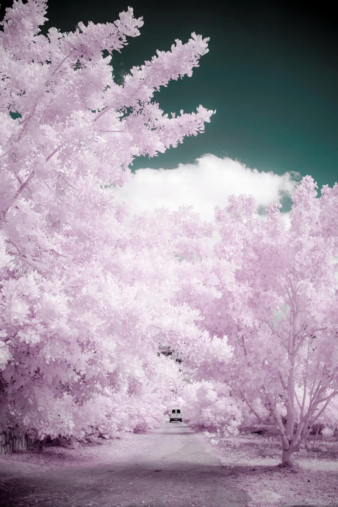 Driveway / 720nm | Scrolller