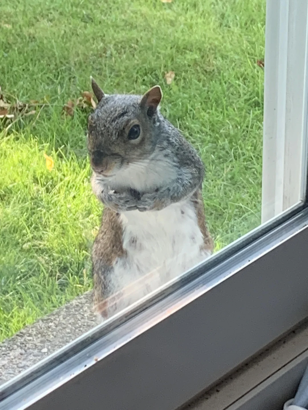 A very impolite squirrel | Scrolller